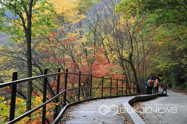 제40회 지리산 뱀사골 단풍축제