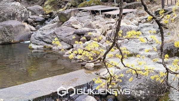 구례 '산동 산수유 마을'
