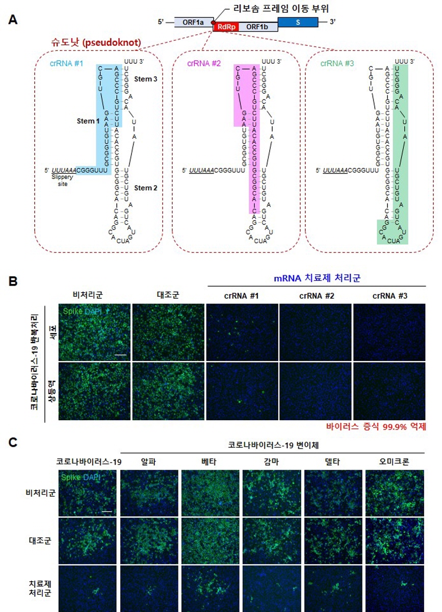 KAIST, RNA 유전자 가위 기술로 코로나 바이러스 싹둑
