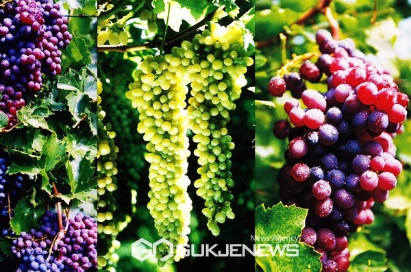 中 신장에서 가장 유명한 명소 '포도구(葡萄沟)'