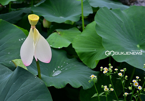 [날씨] 호남권, 이슬비 내리다, 그치다 반복→1km 미만 짙은 안개
