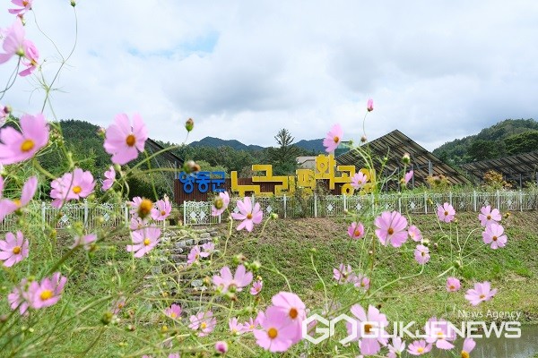 영동 노근리 평화공원, 가을 꽃 만발 관광객 '유혹'