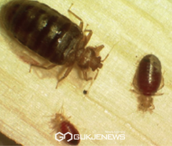 청양군 '빈대를 막아라!' 집중 방제 추진