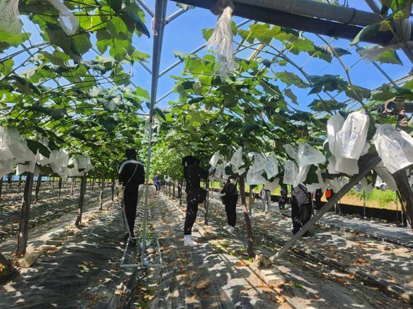 남원시 농업기술센터, 농촌 일손돕기 활동 나서다