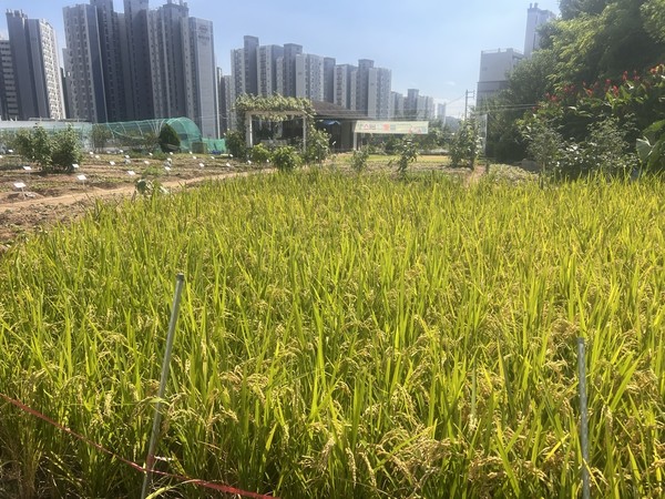 중랑구, 중랑행복1농장 전통 벼베기 체험 참여자 모집