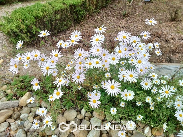 산림청 국립수목원, 시월 우리의 정원식물...가을 국화 '구절초' 선정