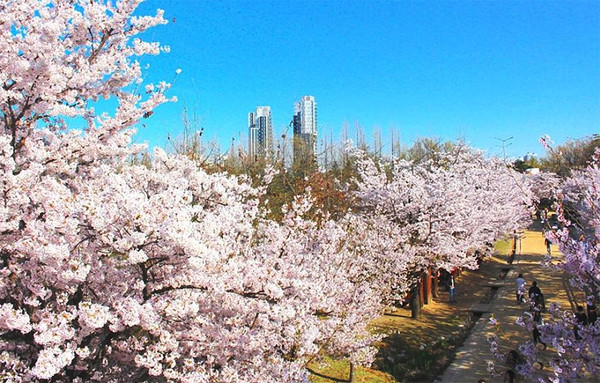 날씨, 수요일오후 "전국 봄비" 서울 벚꽃개화시기→이번주말 만개시기
