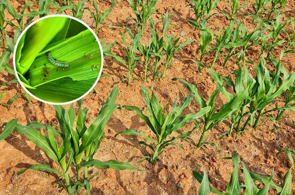 밭작물 나방류 해충 초기 방제로, 피해 막아야