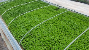 영양군농업기술센터, 고추 모종은행 운영