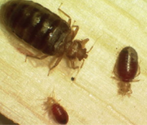 청양군 '빈대를 막아라!' 집중 방제 추진