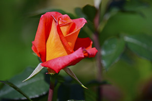 [국제포토] 붉은 장미 & 열렬한 사랑, 정열