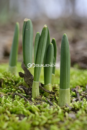 [날씨] 수도권, 낮 기온 15도 내외→내일 5~10mm 비 / 3~8cm 눈